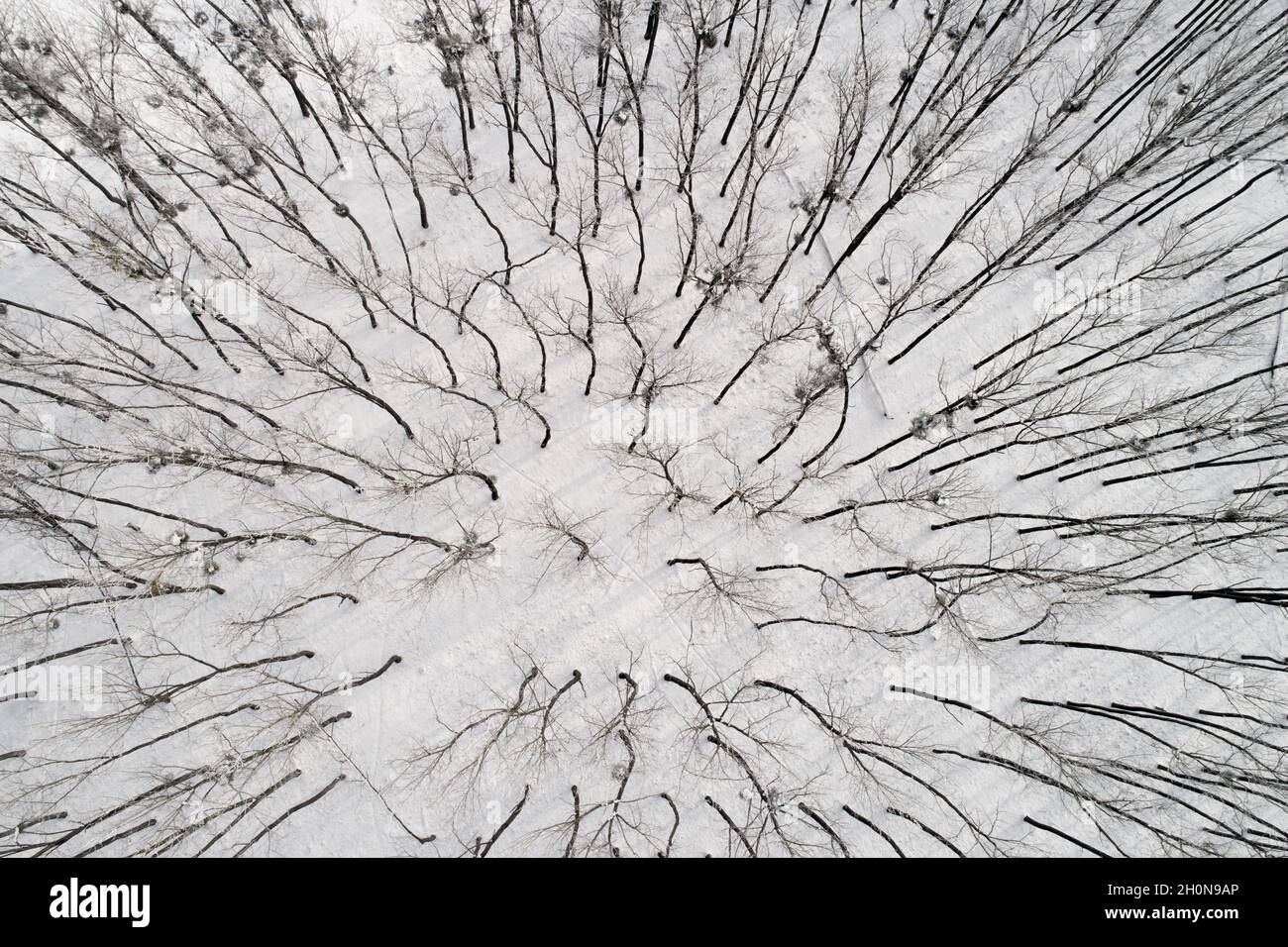 Aerial view of snowy forest with deciduous trees shoot from drone ...