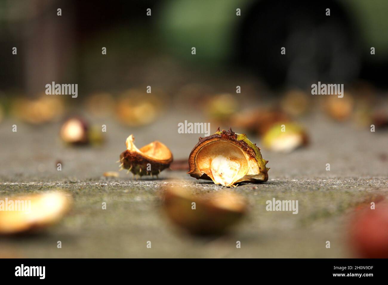 Chestnut spiky shell on the ground Stock Photo - Alamy