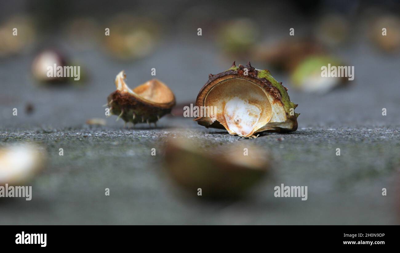 Chestnut spiky shell on the ground Stock Photo - Alamy