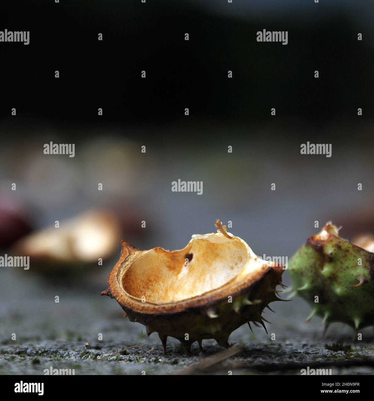 Chestnut spiky shell on the ground Stock Photo - Alamy