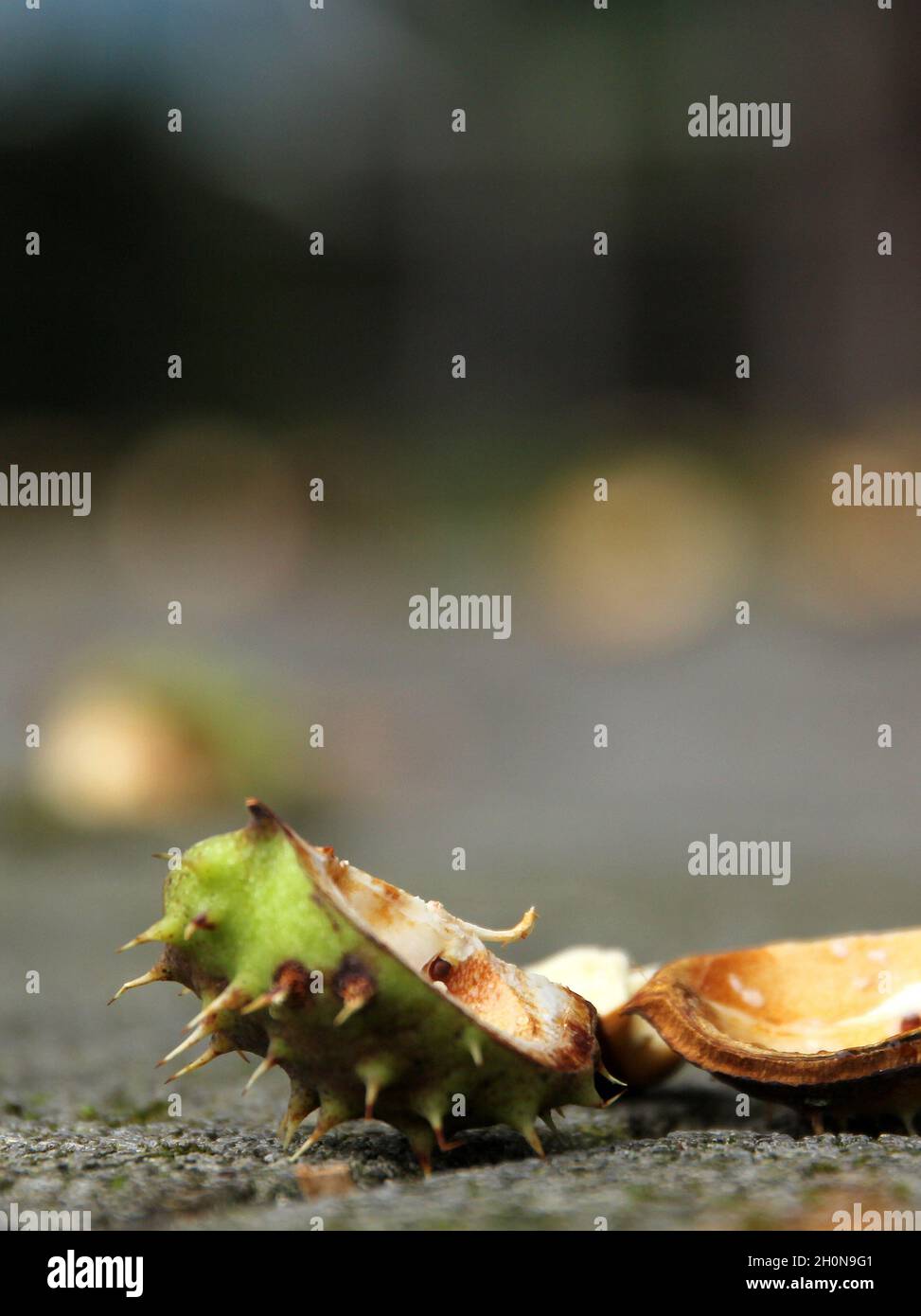 Chestnut spiky shell on the ground Stock Photo - Alamy