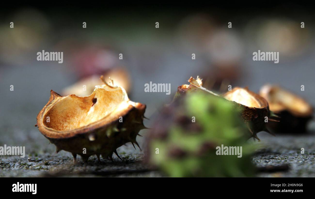 Chestnut spiky shell on the ground Stock Photo - Alamy