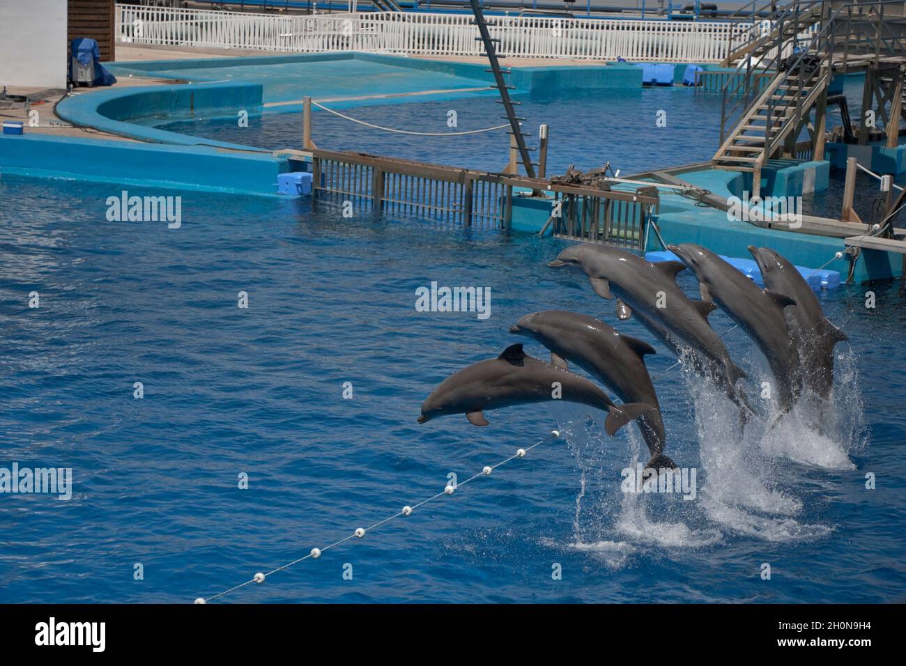 Dolphin show in an aquarium, Spain Stock Photo - Alamy