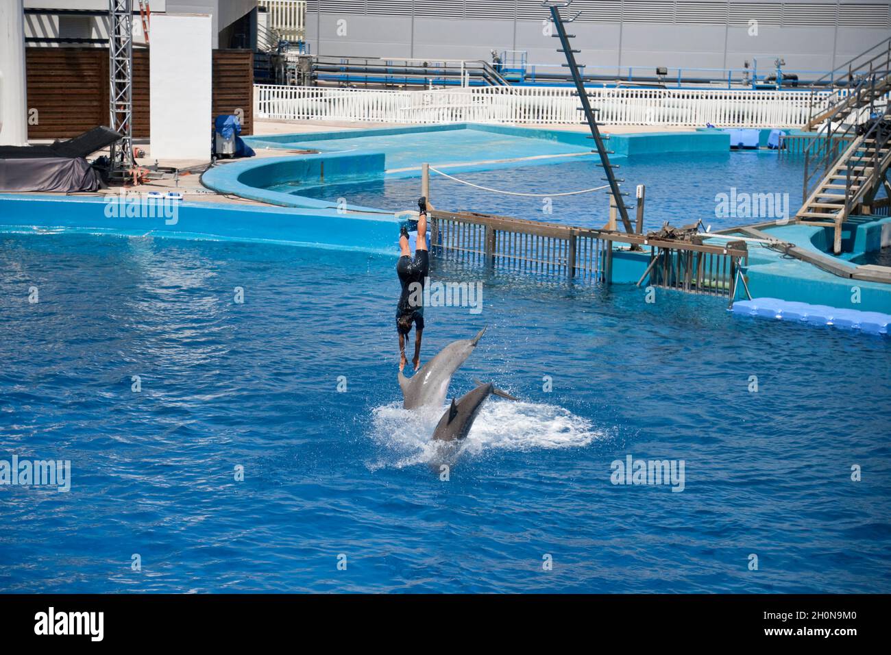 Dolphin show in an aquarium, Spain Stock Photo - Alamy