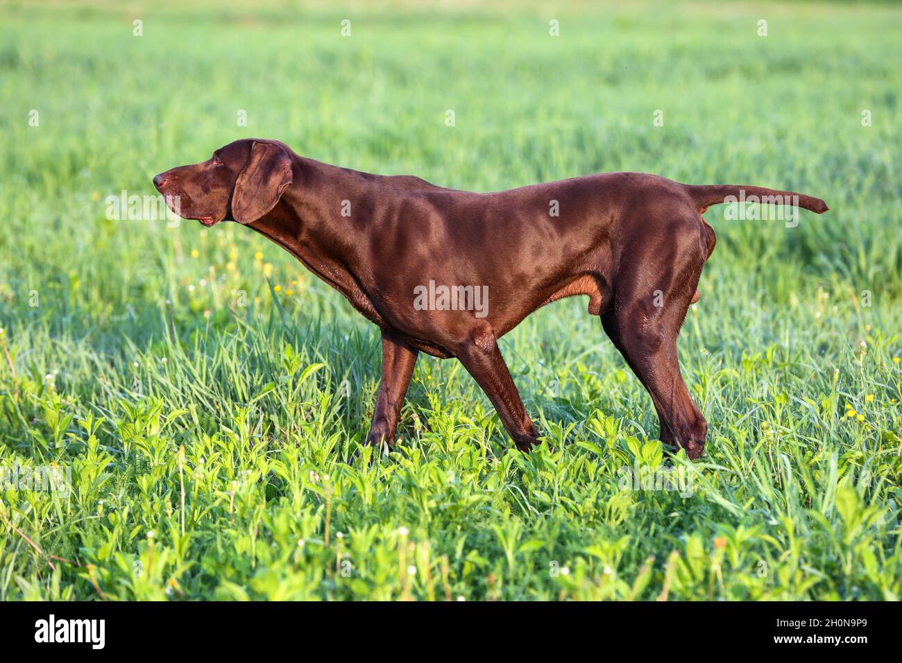 The brown hunting dog. A muscular hound, German Shorthaired Pointer, a ...