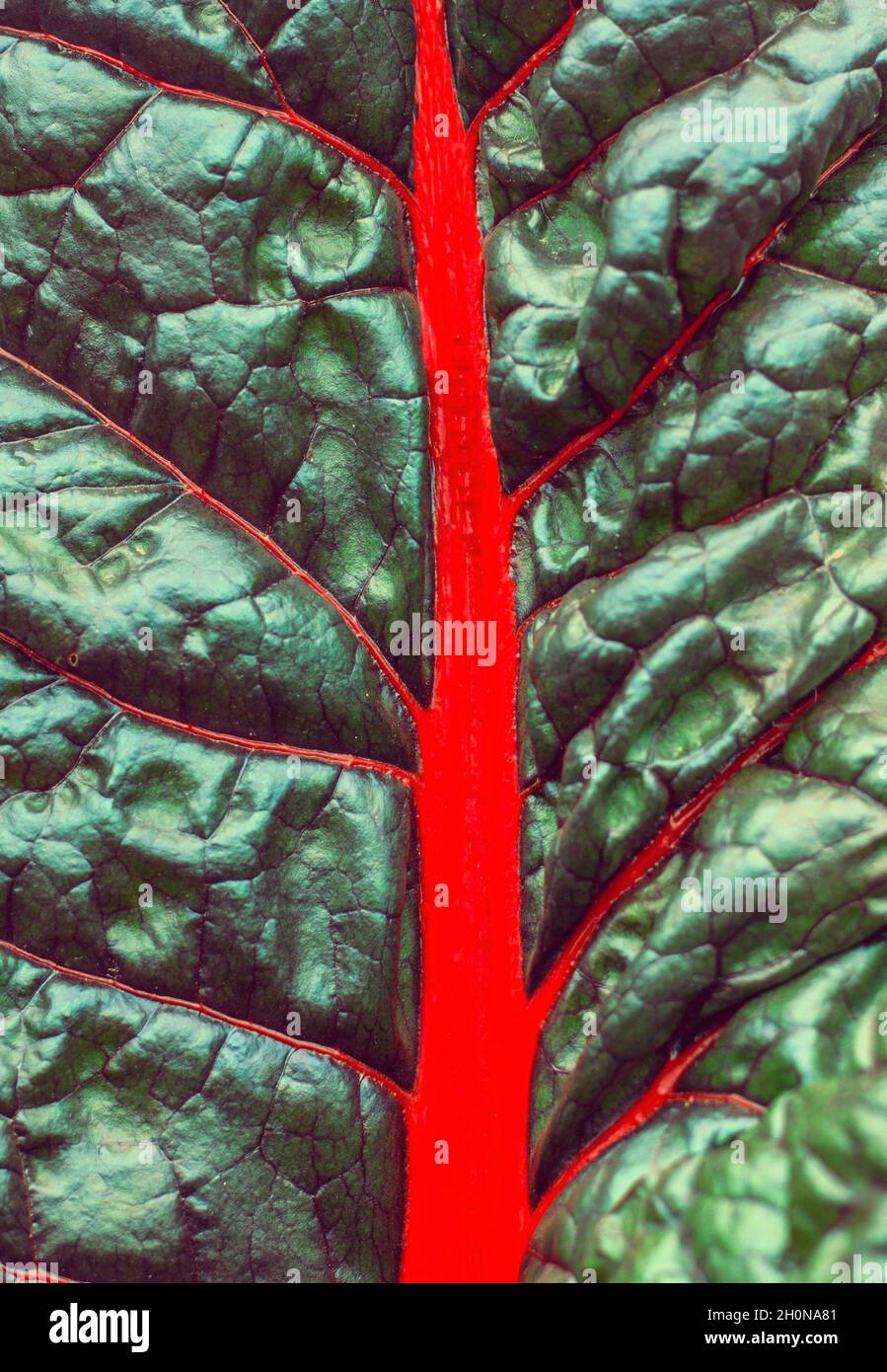 bright abstract background of green leaf with red veins Stock Photo - Alamy