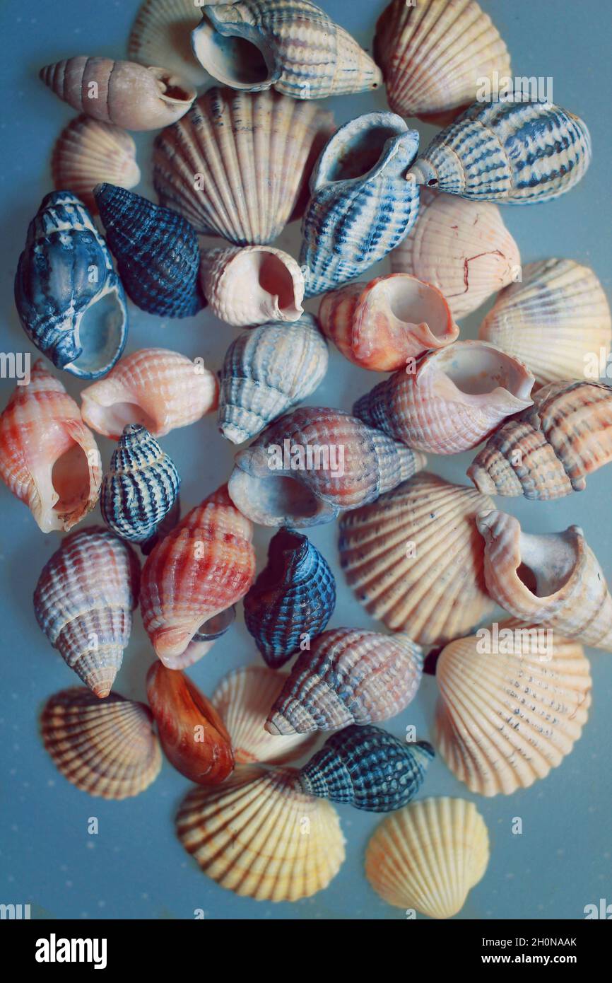 The construction of seashell hi-res stock photography and images - Alamy