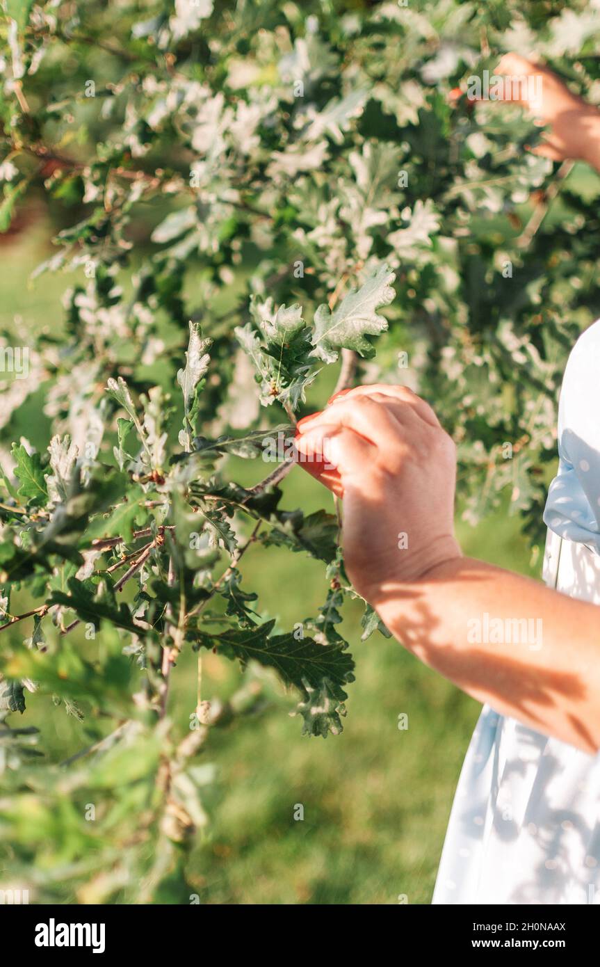 Vertical shot of a hand touching leaves on a tree Stock Photo - Alamy