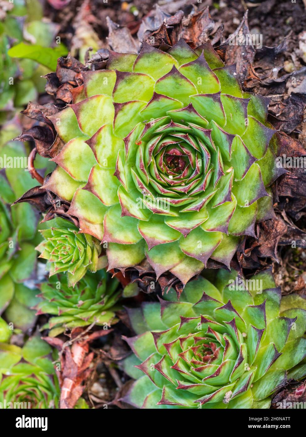 Rosettes and offsets of the hardy houseleek, Sempervivum calcareum ...