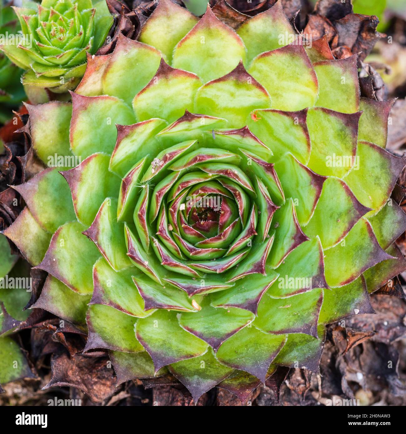Rosette and offset of the hardy houseleek, Sempervivum calcareum 'Blood ...