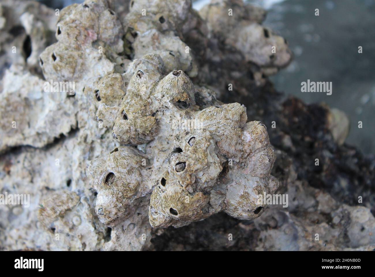 Coral stone architecture hi-res stock photography and images - Alamy