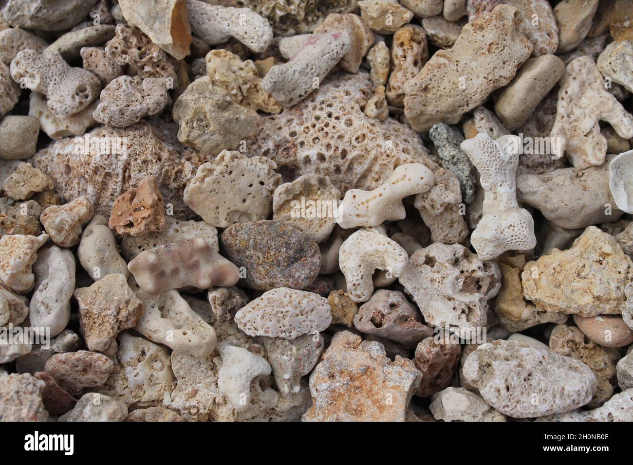 Imprint fossil hi-res stock photography and images - Alamy