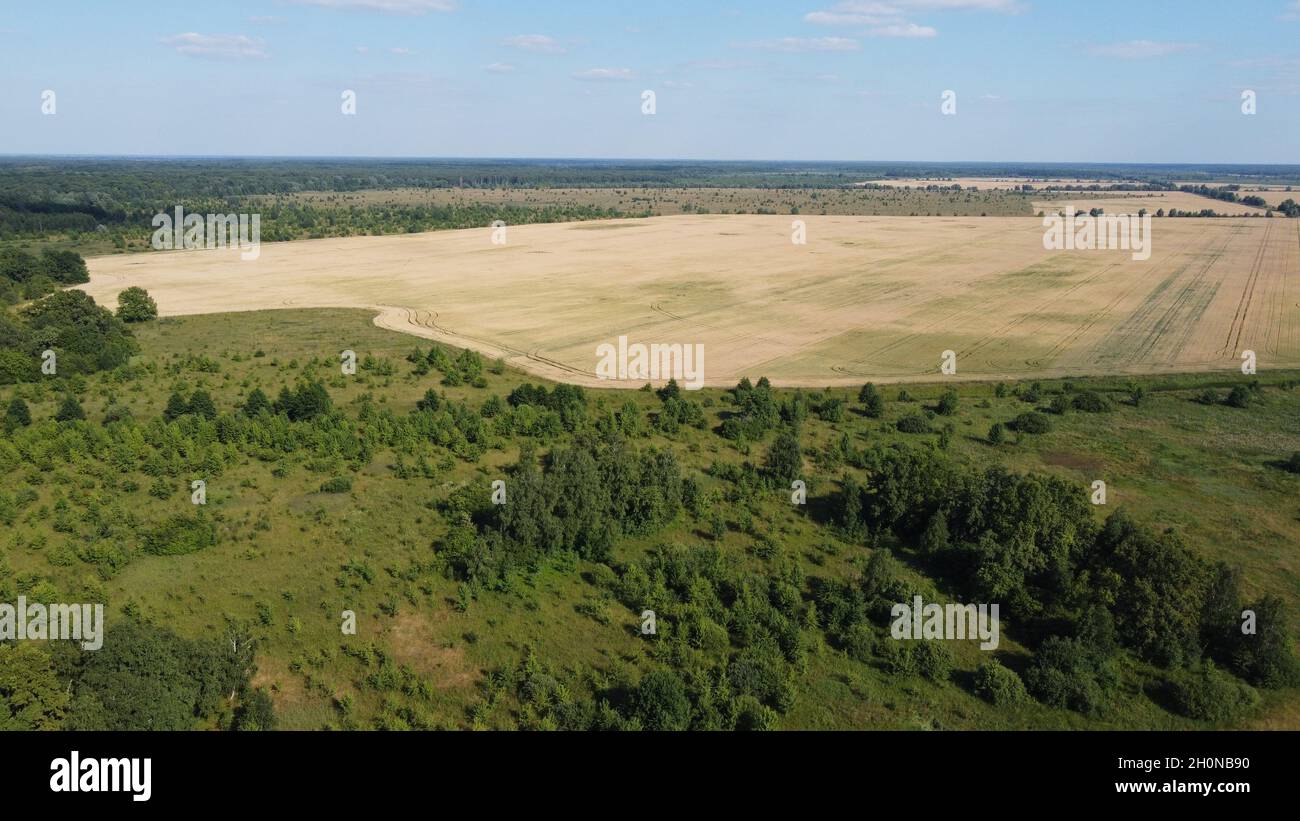 Small green grove, aerial view. Trees in a young forest, landscape ...