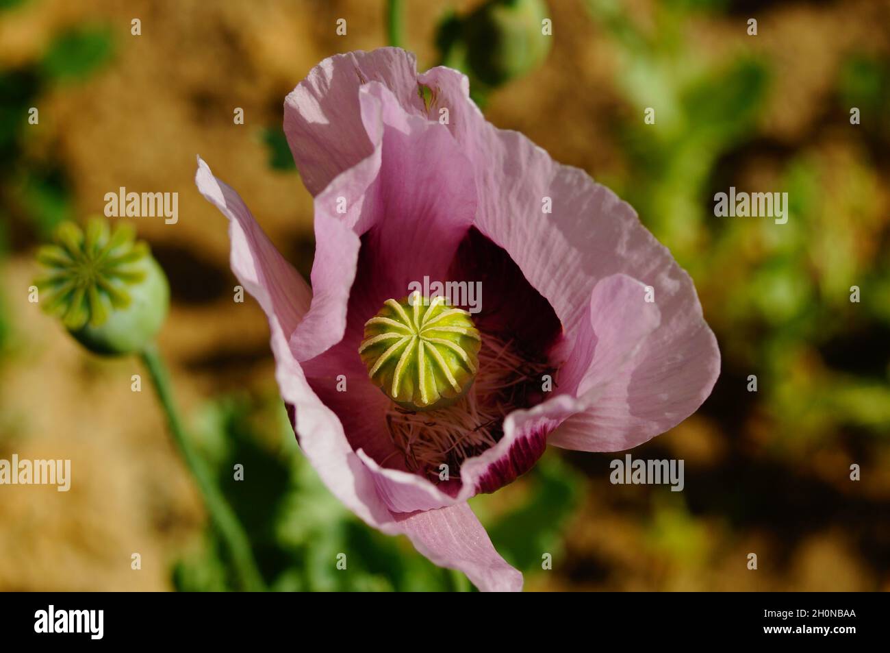 Flower of the opium poppy in beautiful pink Stock Photo - Alamy