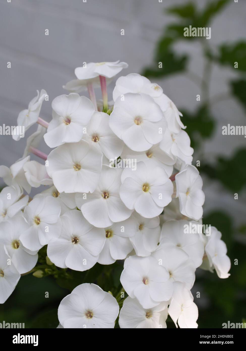 Inflorescence of white phlox flowers, close-up. Flowers with white ...