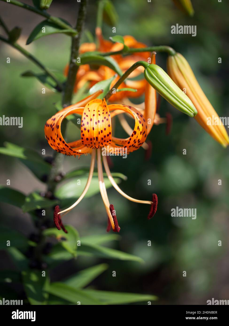 Spotted lily flowers on the stem of the plant. Blooming daylily Stock ...