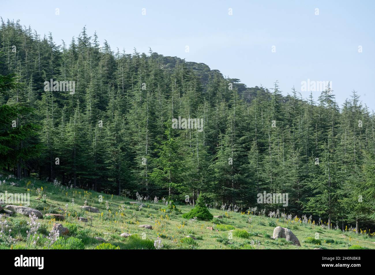 Atlas cedar forest algeria hi-res stock photography and images - Alamy