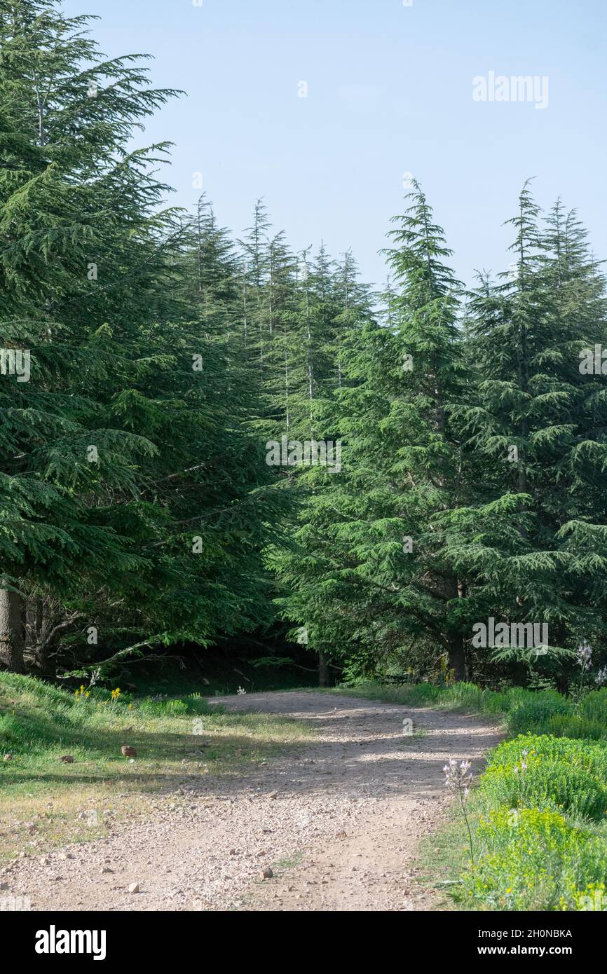 Scenic View from Chelia National Park. Atlas Cedar Forest (Cedrus ...