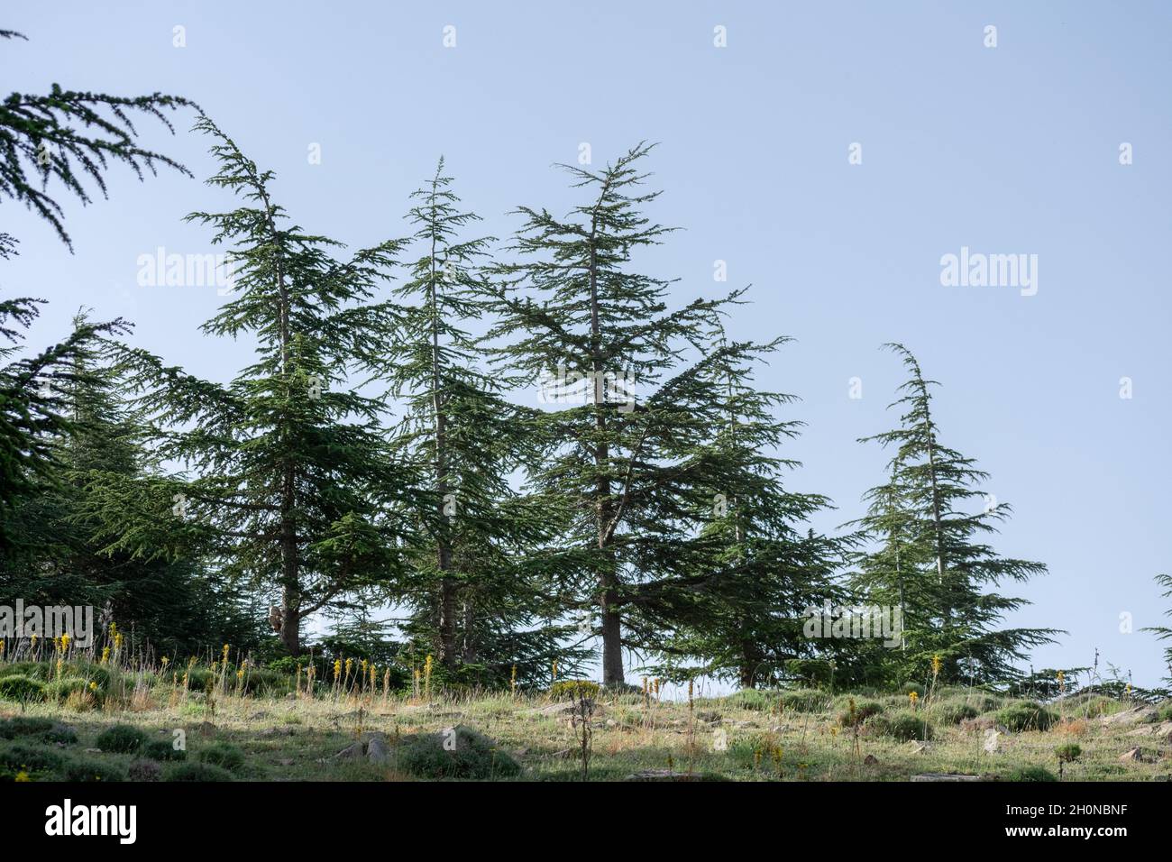 Atlas cedar forest algeria hi-res stock photography and images - Alamy