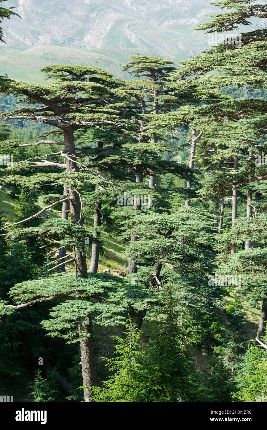 Scenic View from Chelia National Park. Atlas Cedar Forest Stock Photo ...