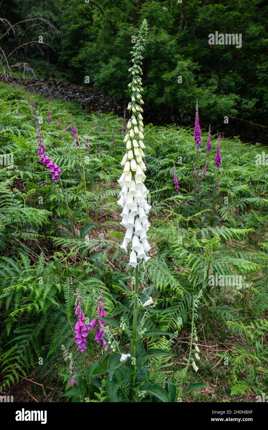 Foxgloves growing wild in bracken near Rydal, including a rare white ...