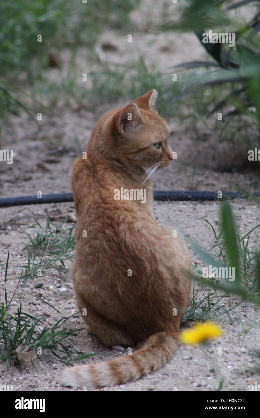 Vertical shot from behind of a ginger cat sitting on the ground and ...