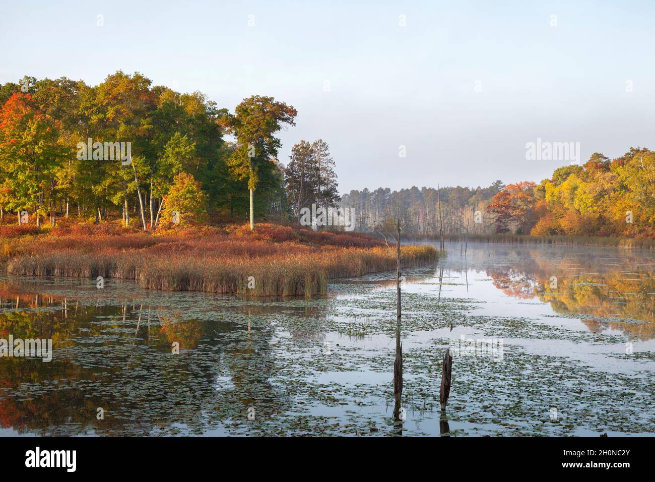 Wetland pond with trees in autumn color on a bright morning in northern ...