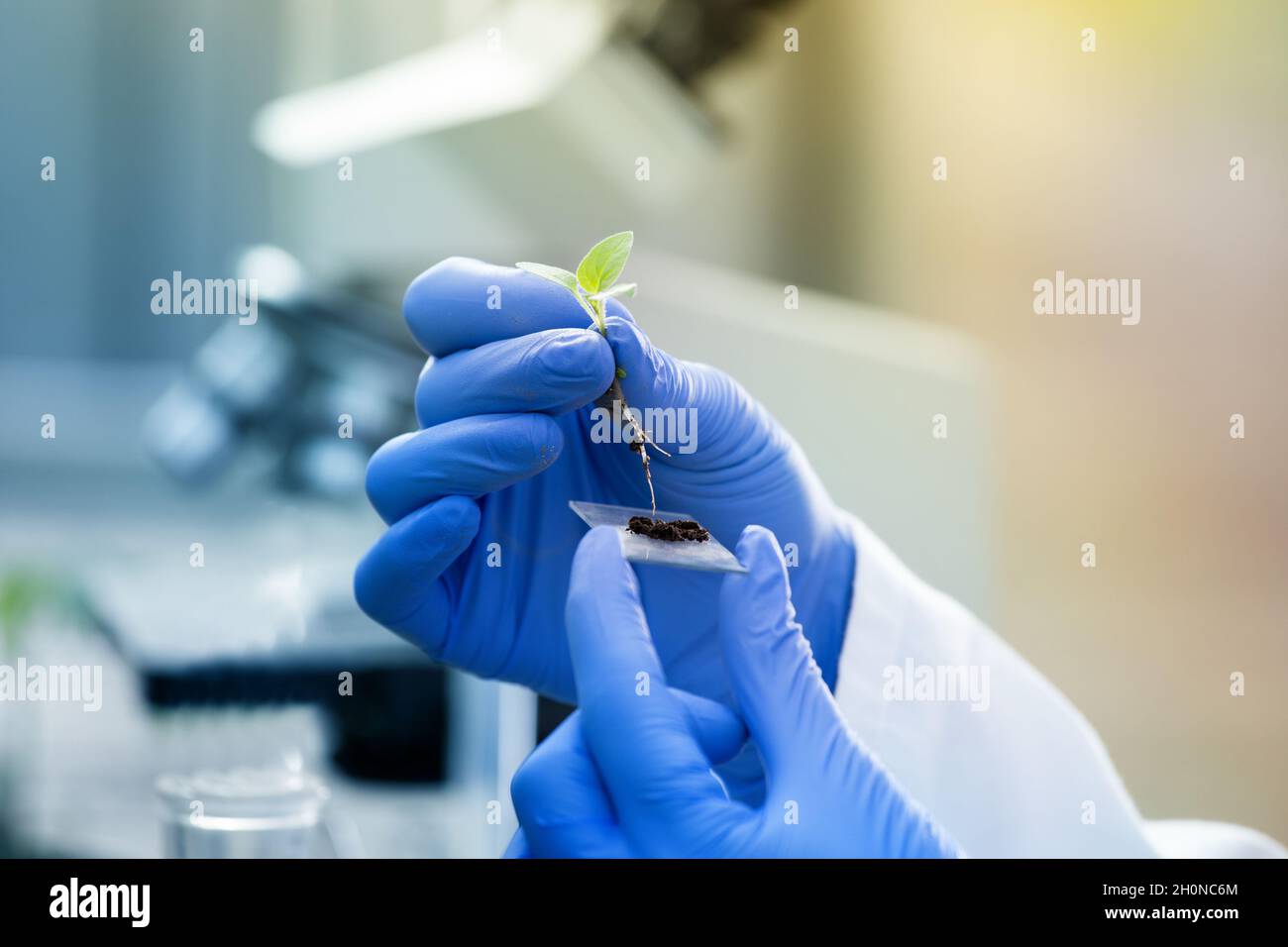 Microscope soil hi-res stock photography and images - Alamy