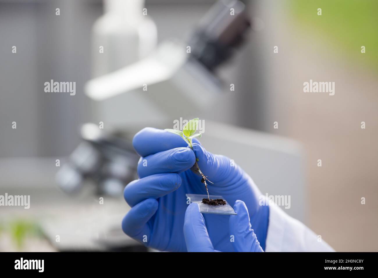 Microscope soil hi-res stock photography and images - Alamy