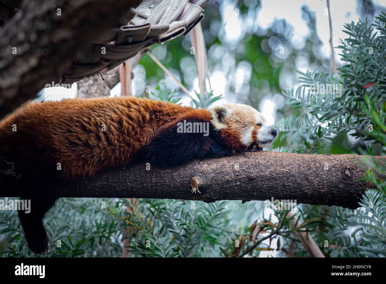 Adorable red panda lying on a tree branch with trees in the background ...