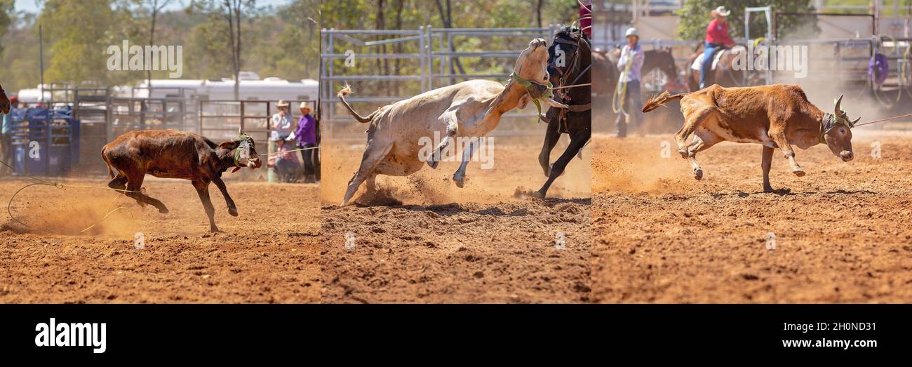 Panoramic collage of calves being lassoed by cowboys in a calf roping ...