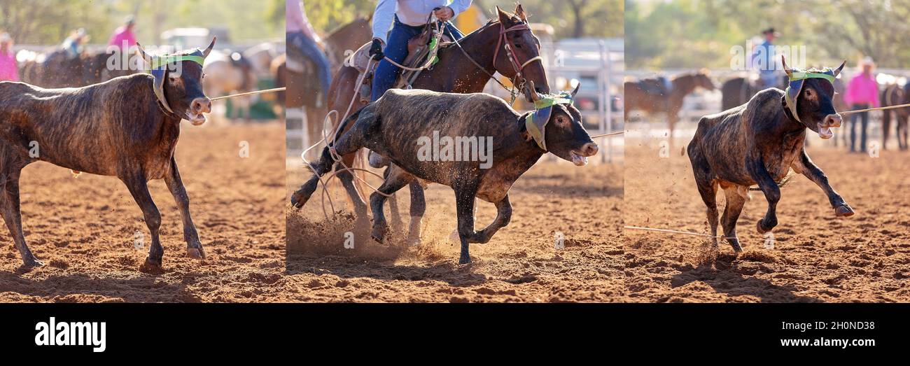 Panoramic collage of calves being lassoed by cowboys in a calf roping ...