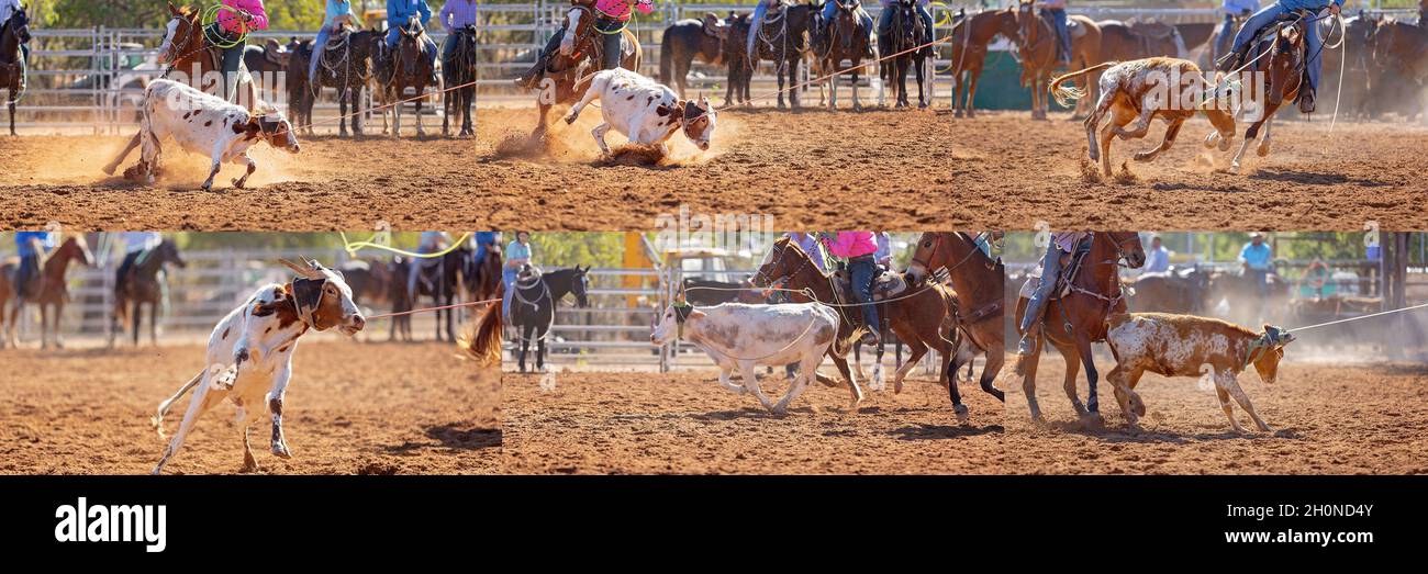 Panoramic collage of calves being lassoed by cowboys in a calf roping ...