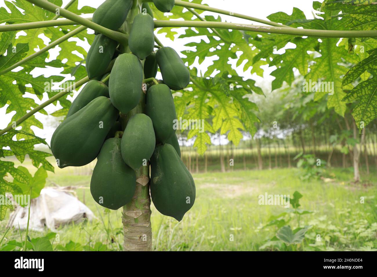 Papaw tree on green garden background Stock Photo - Alamy