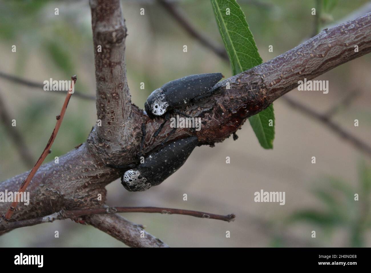 Selective focus of two black bugs on a tree branch Stock Photo - Alamy