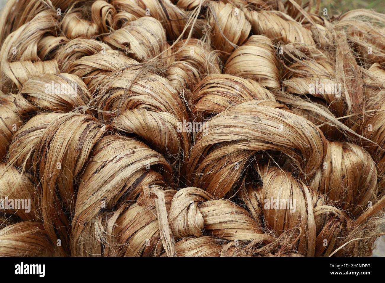 Thick brown bundle of rw jute fiber Stock Photo - Alamy