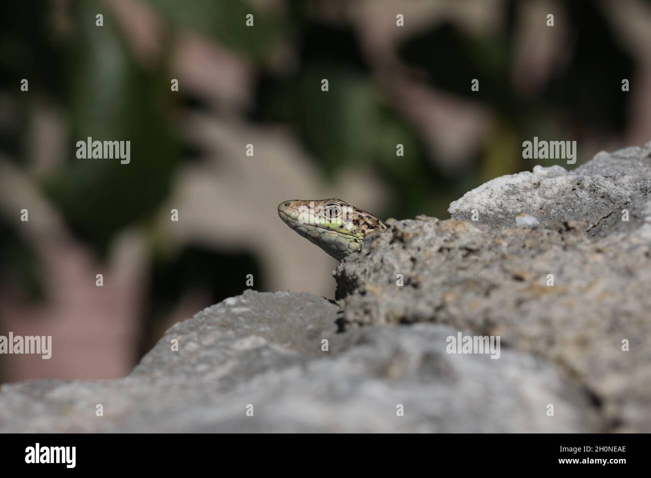 Hiding Behind Rocks High Resolution Stock Photography and Images - Alamy