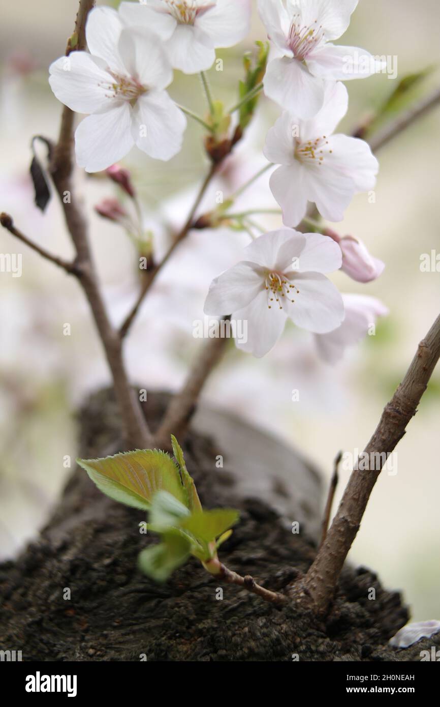 Cherry blossom,cherry blossom seeds and species in Japan Fukoka..Travel ...