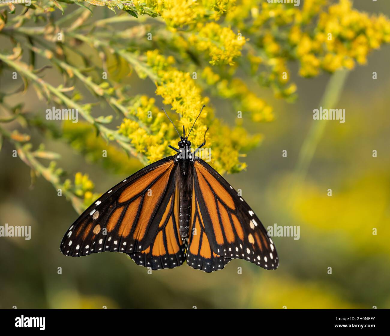 Plexippus species hi-res stock photography and images - Alamy