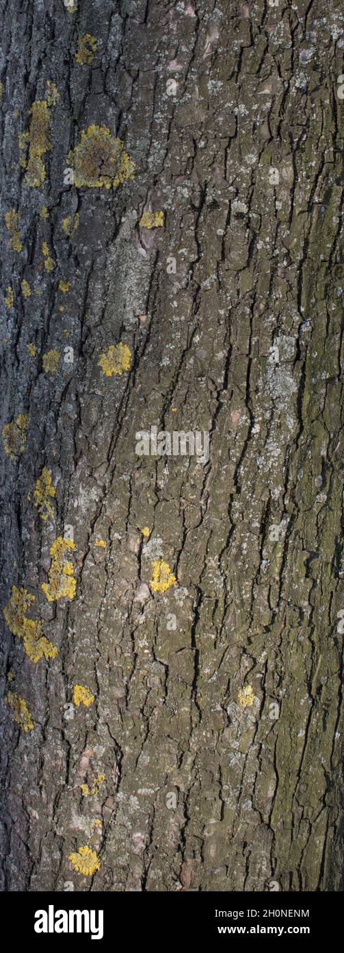 tree brown bark texture with green moss Stock Photo - Alamy
