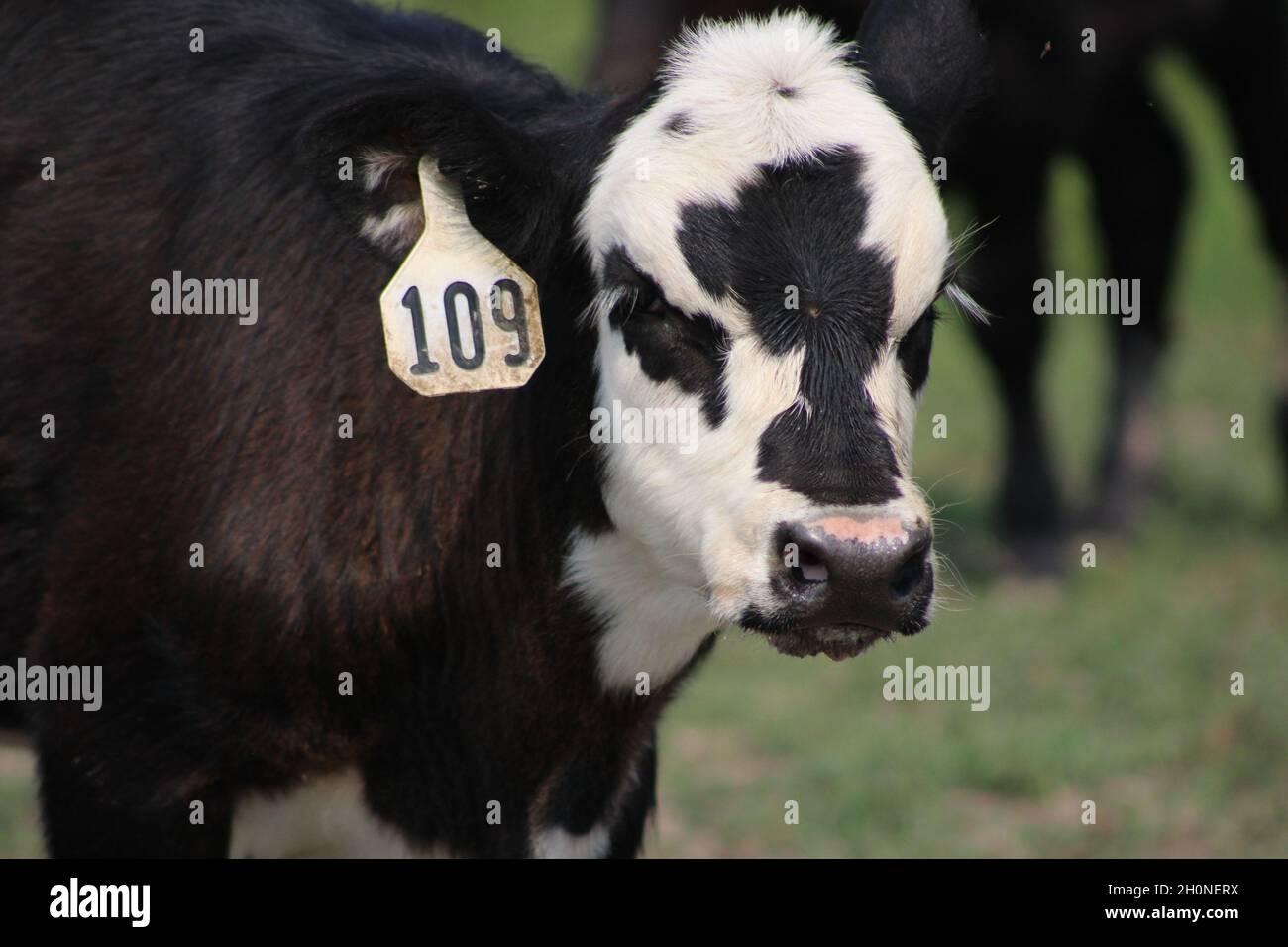 Baby Cow Posing in Field Stock Photo - Alamy