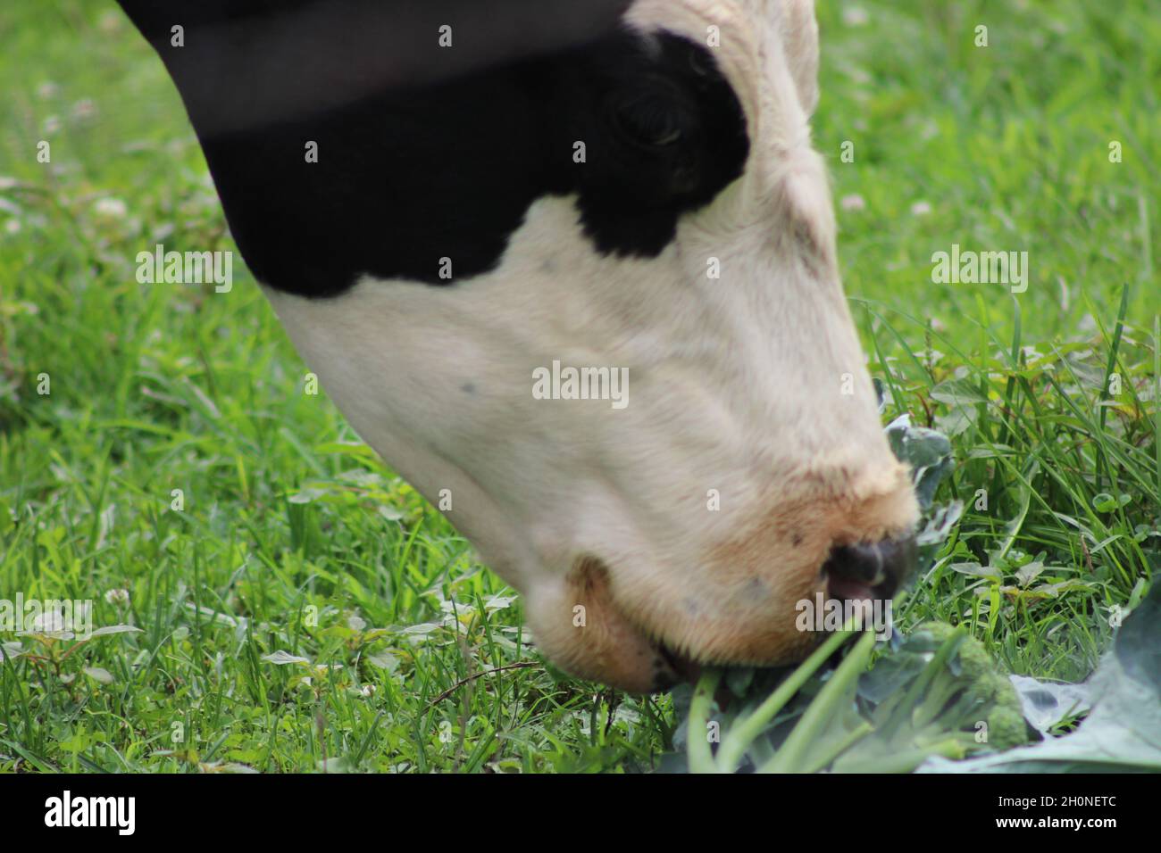 Cow Eating Broccoli Stems Stock Photo - Alamy