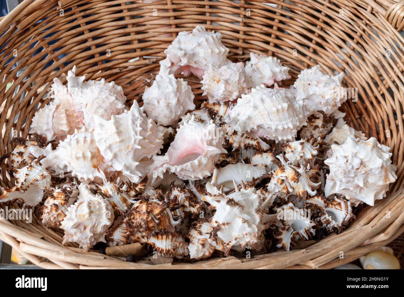 Different nature seashells in a basket. Nature background Stock Photo ...