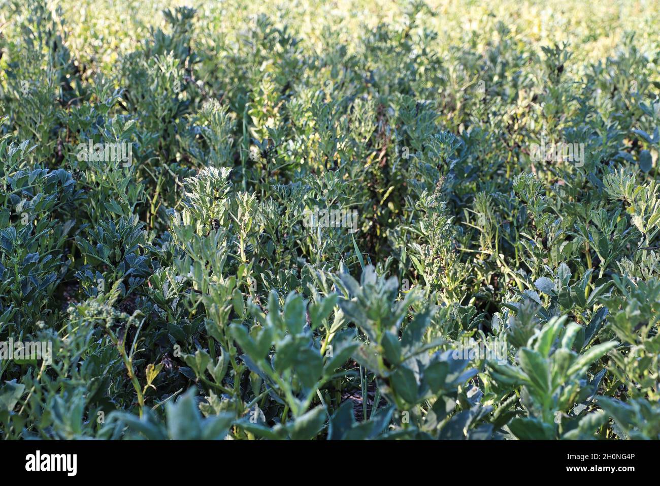 Agriculture field faba bean hi-res stock photography and images - Alamy