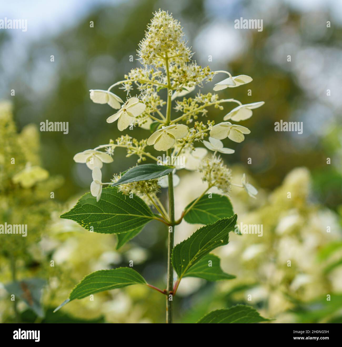 close up of white Panicle hydrangea (Hydrangea paniculata Stock Photo ...