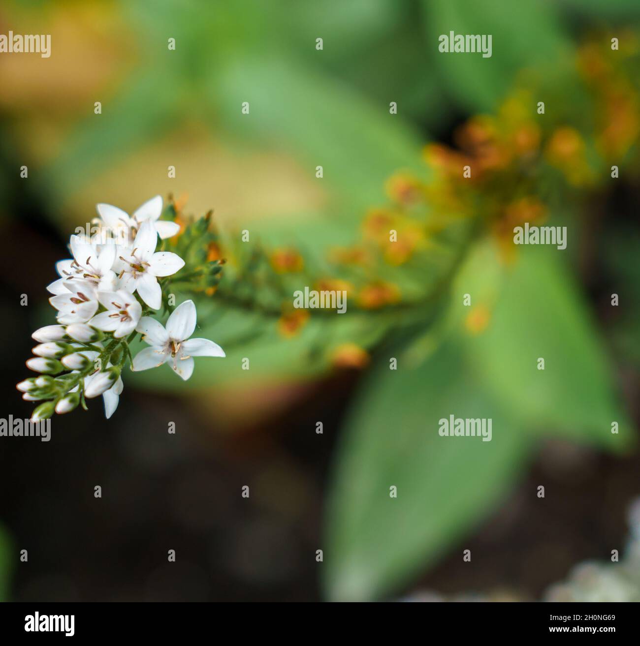 5 Petal Flower Shape