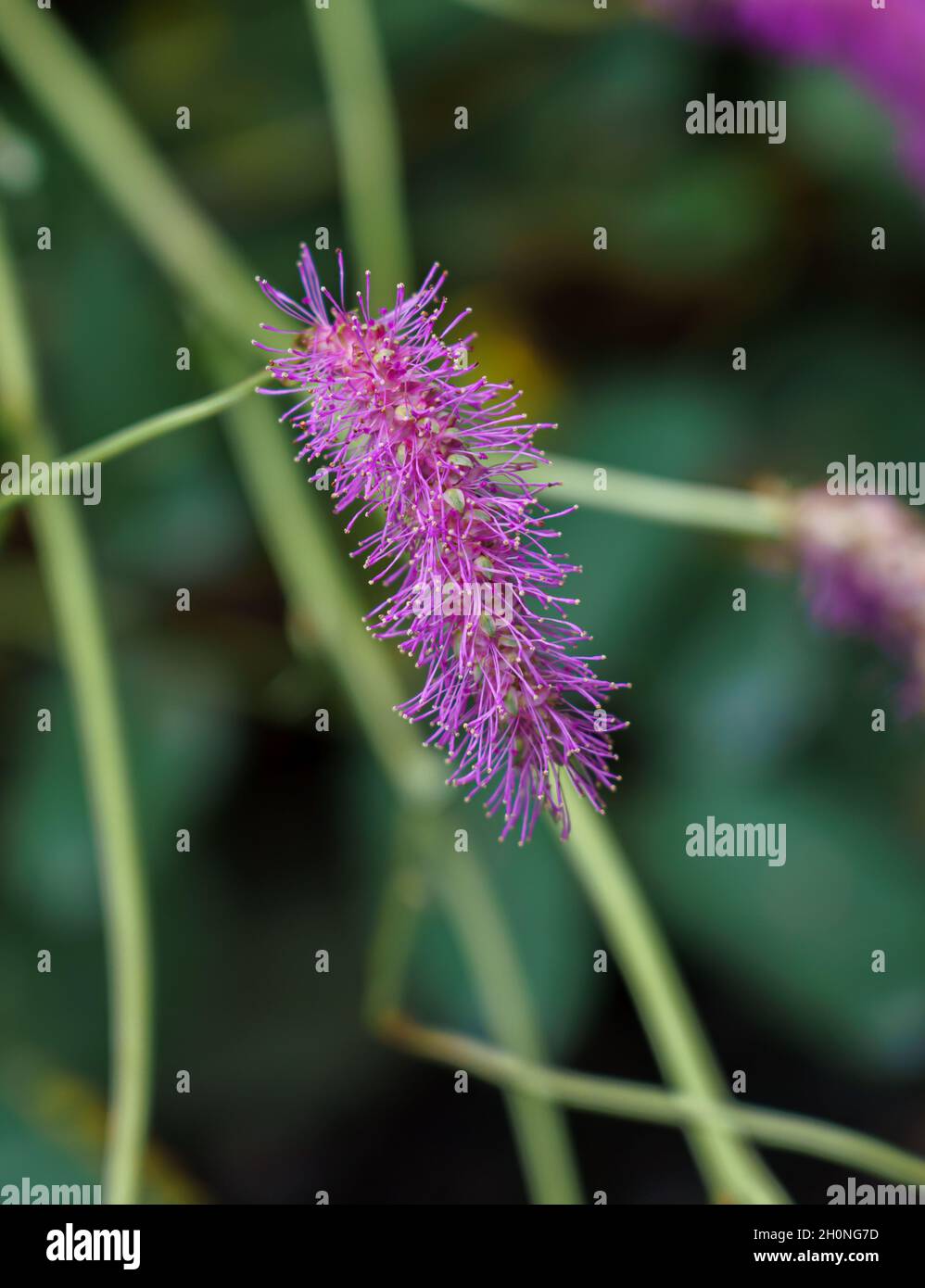 close up of Japanese burnet, Japanese bottlebrush (Sanguisorba obtusa ...