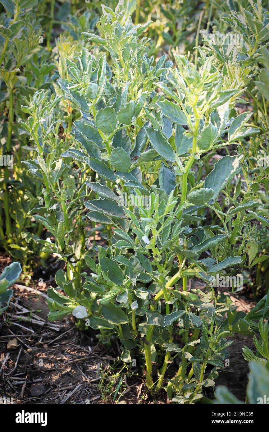 Vertical photo of a broad bean plant growing Stock Photo - Alamy