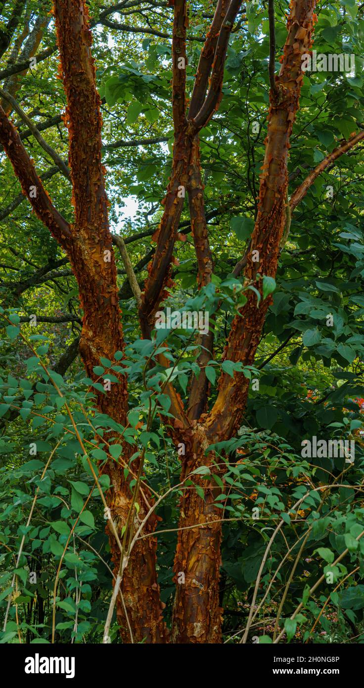 Kanooka gum hi-res stock photography and images - Alamy