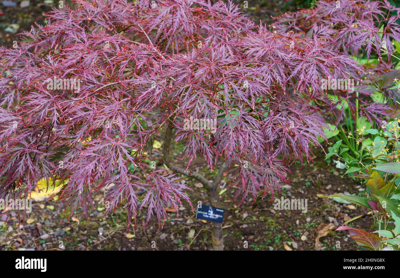 Japanese weeping maple tree hi-res stock photography and images - Alamy